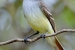 Antigua and Barbuda - Caribbean Birding Trail
