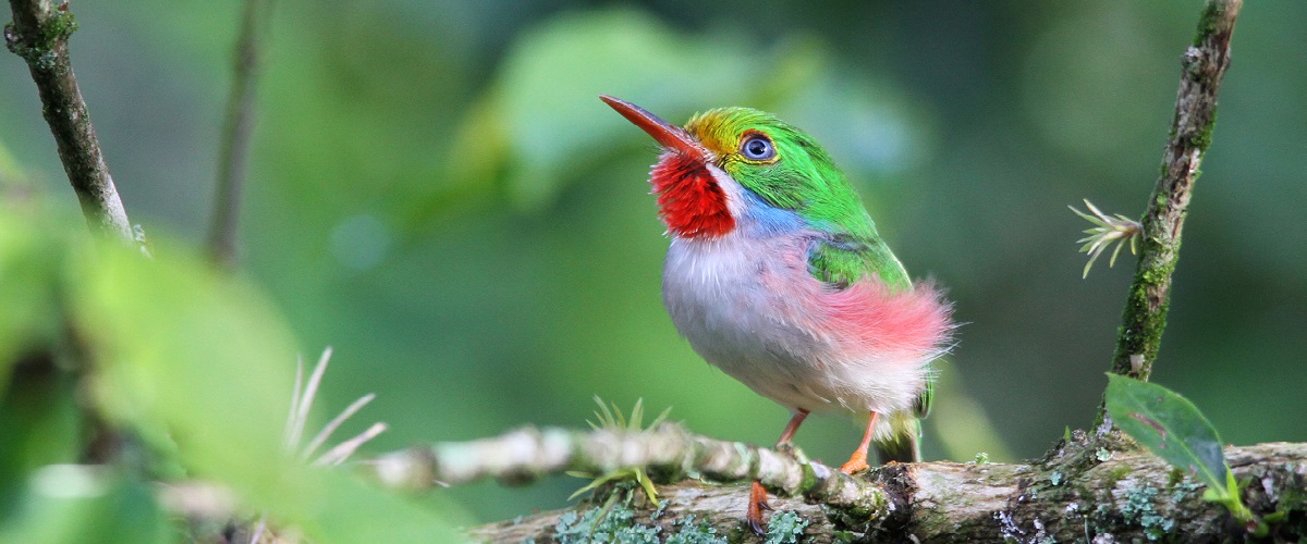 Caribbean Birding Trail - Caribbean Birding Trail