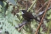 Dominican Republic - Caribbean Birding Trail