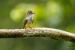 Guadeloupe - Caribbean Birding Trail