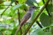 St. Lucia - Caribbean Birding Trail