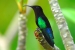 Montserrat - Caribbean Birding Trail