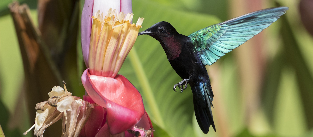 Caribbean Birding Trail - Caribbean Birding Trail
