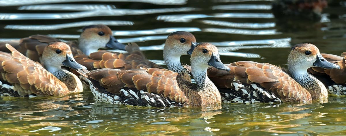 Caribbean Birding Trail - Caribbean Birding Trail