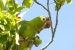 Curaçao - Caribbean Birding Trail