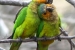 Curaçao - Caribbean Birding Trail