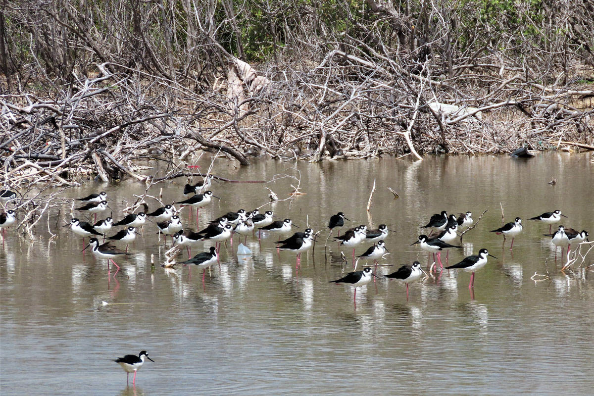 Forest Bay Pond - Caribbean Birding Trail