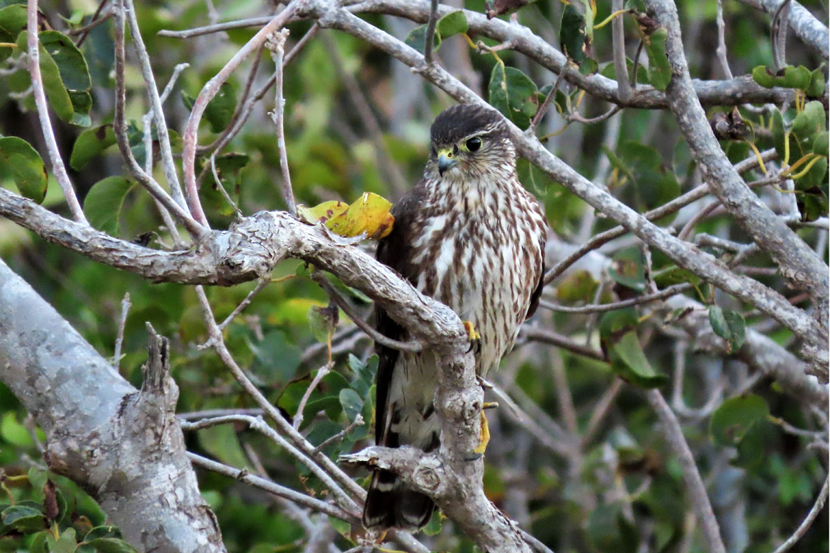 Forest Bay Pond - Caribbean Birding Trail