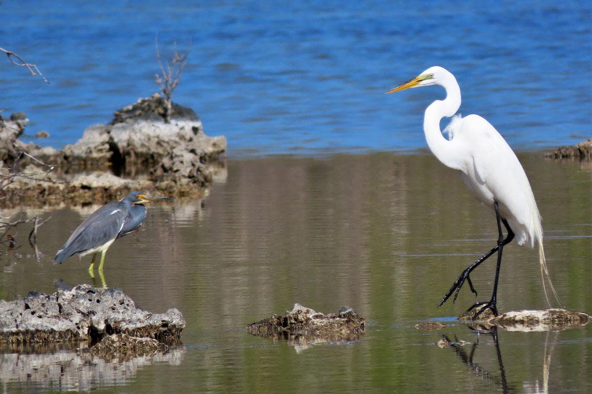Forest Bay Pond - Caribbean Birding Trail