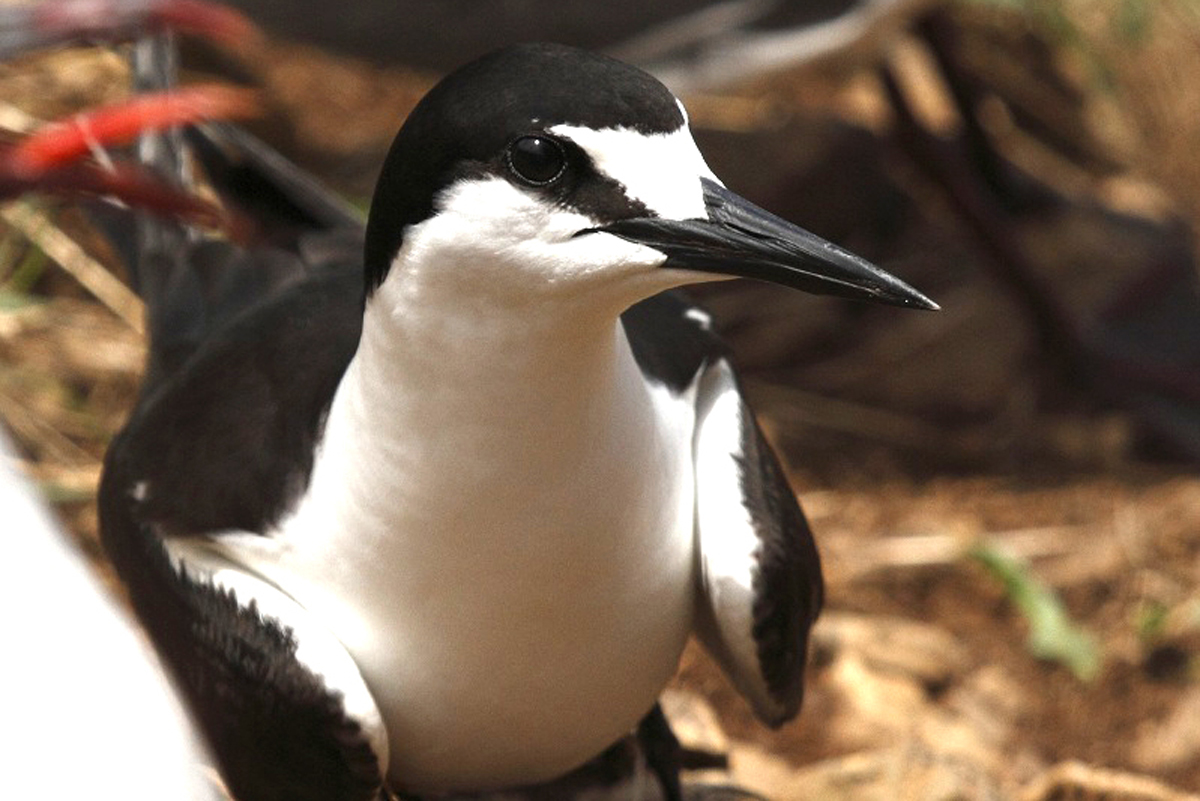 Little Tobago - Caribbean Birding Trail